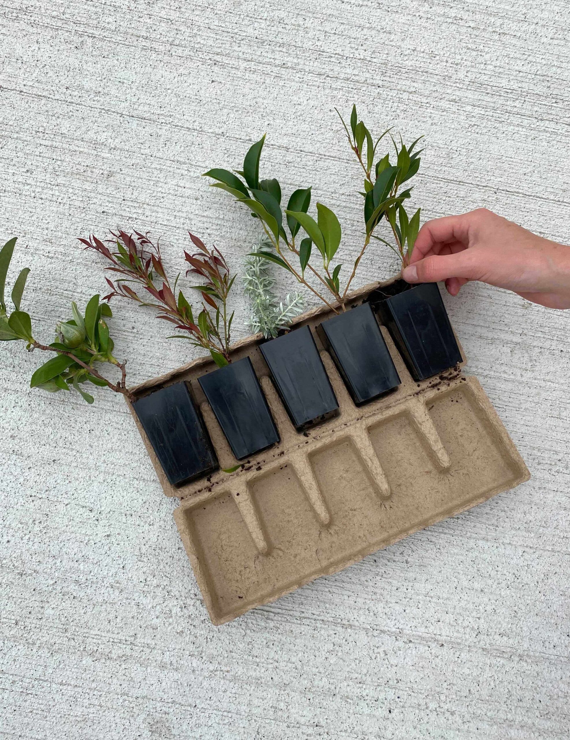 Sugarcane Pulp (Bagasse); A More Sustainable Packaging Material